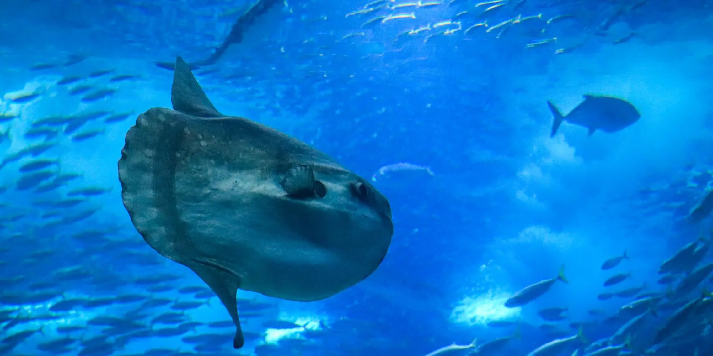 Moonfish breaks world record - Galaxus