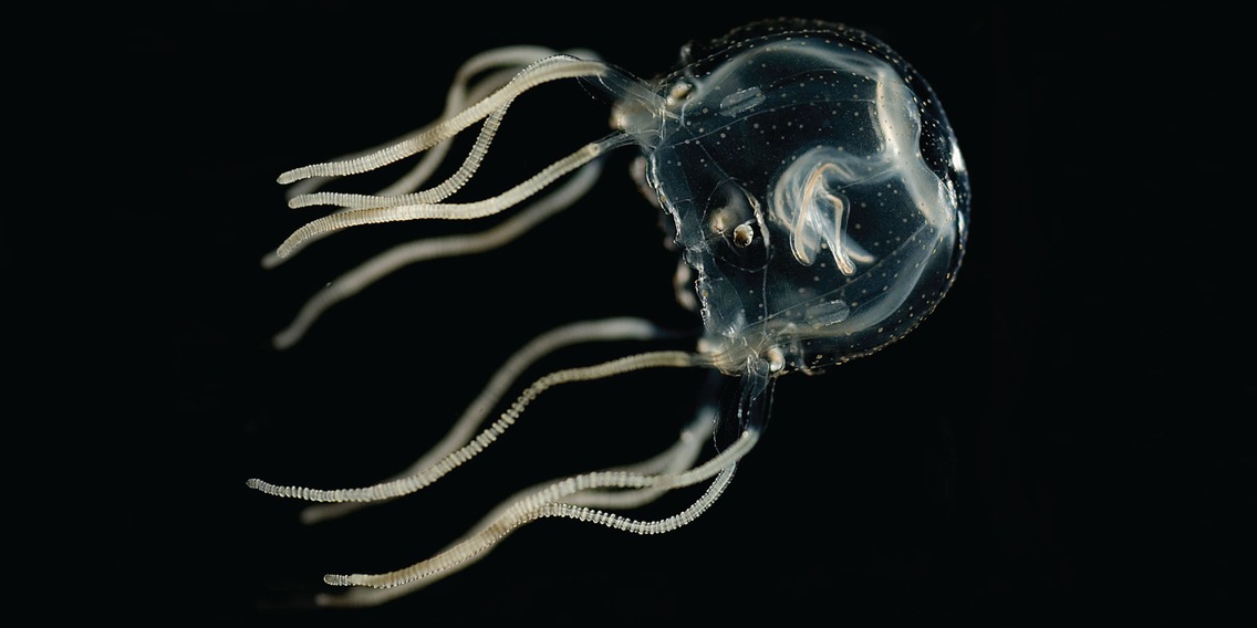 Cognition: Jellyfish learn without a brain - Galaxus
