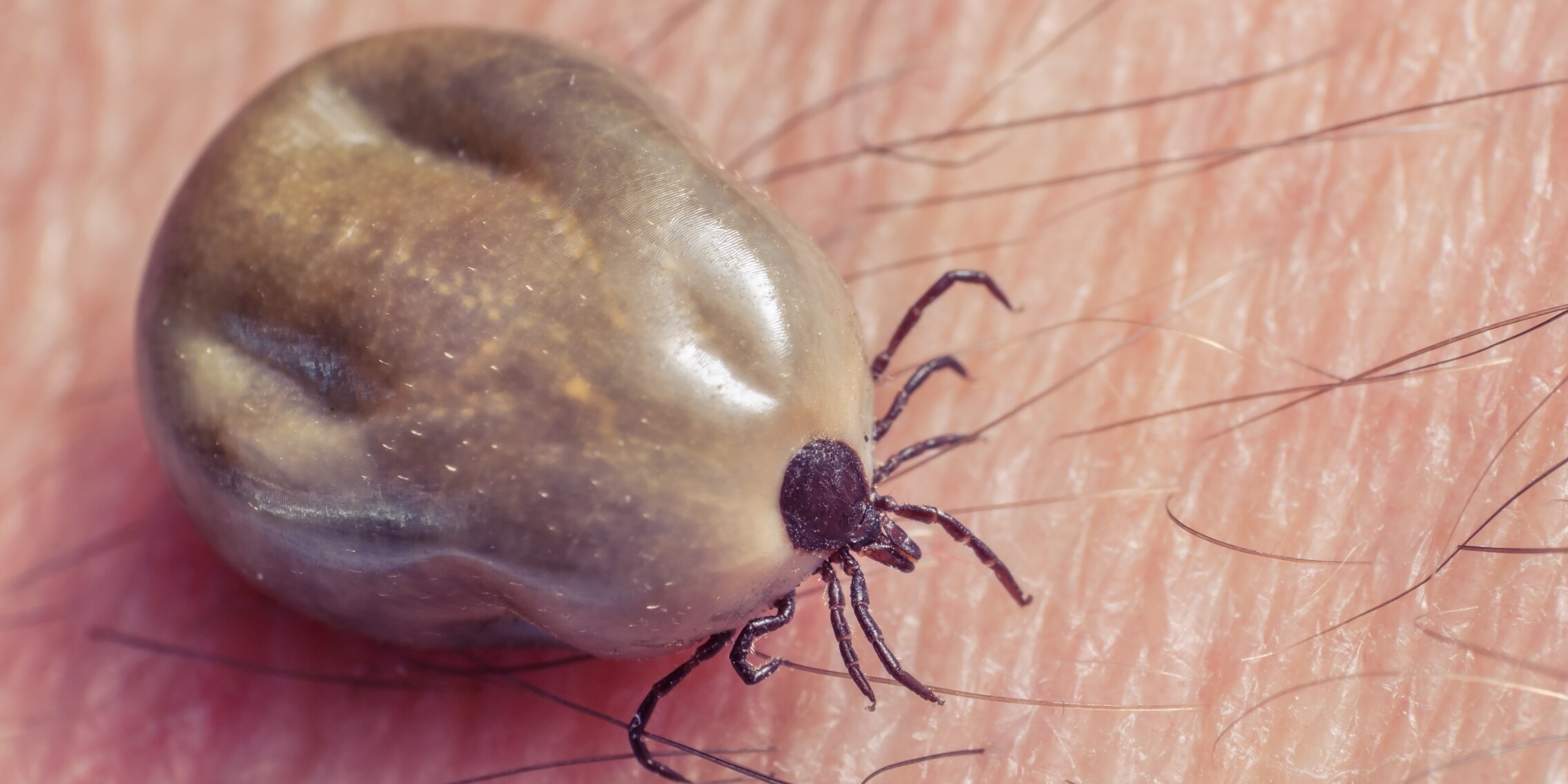 Tiques : 10 faits curieux et (in)utiles - Galaxus