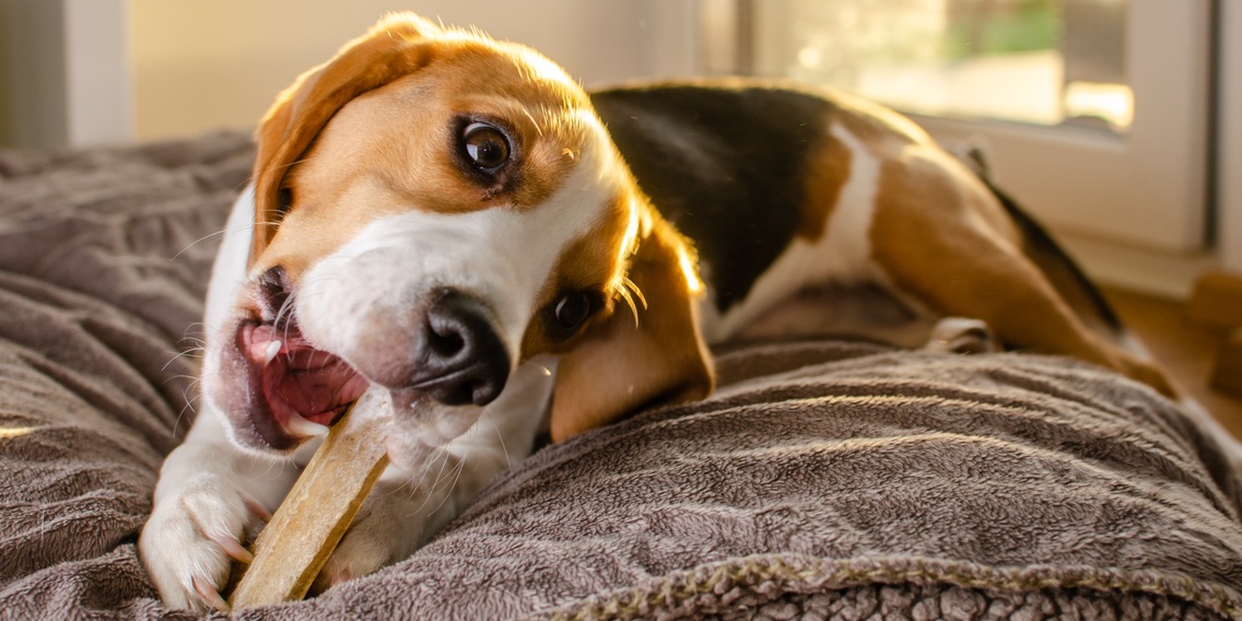 Le "syndrome du loup-garou" affecte les chiens : les experts le ...